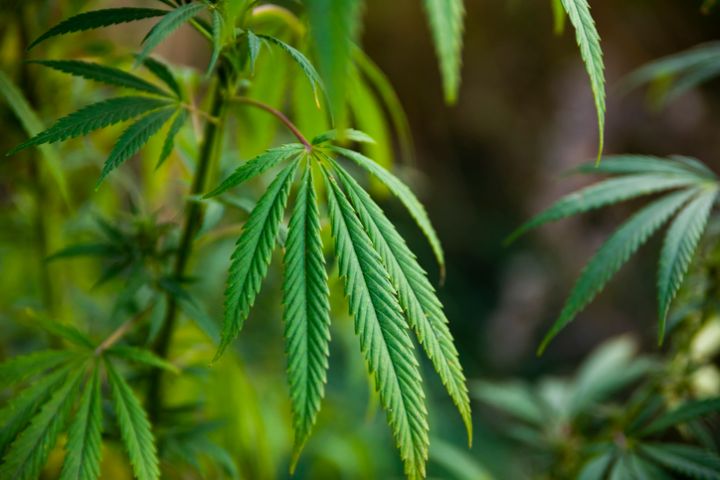 Understanding The THC Ban Hidden In Government Spending Bill